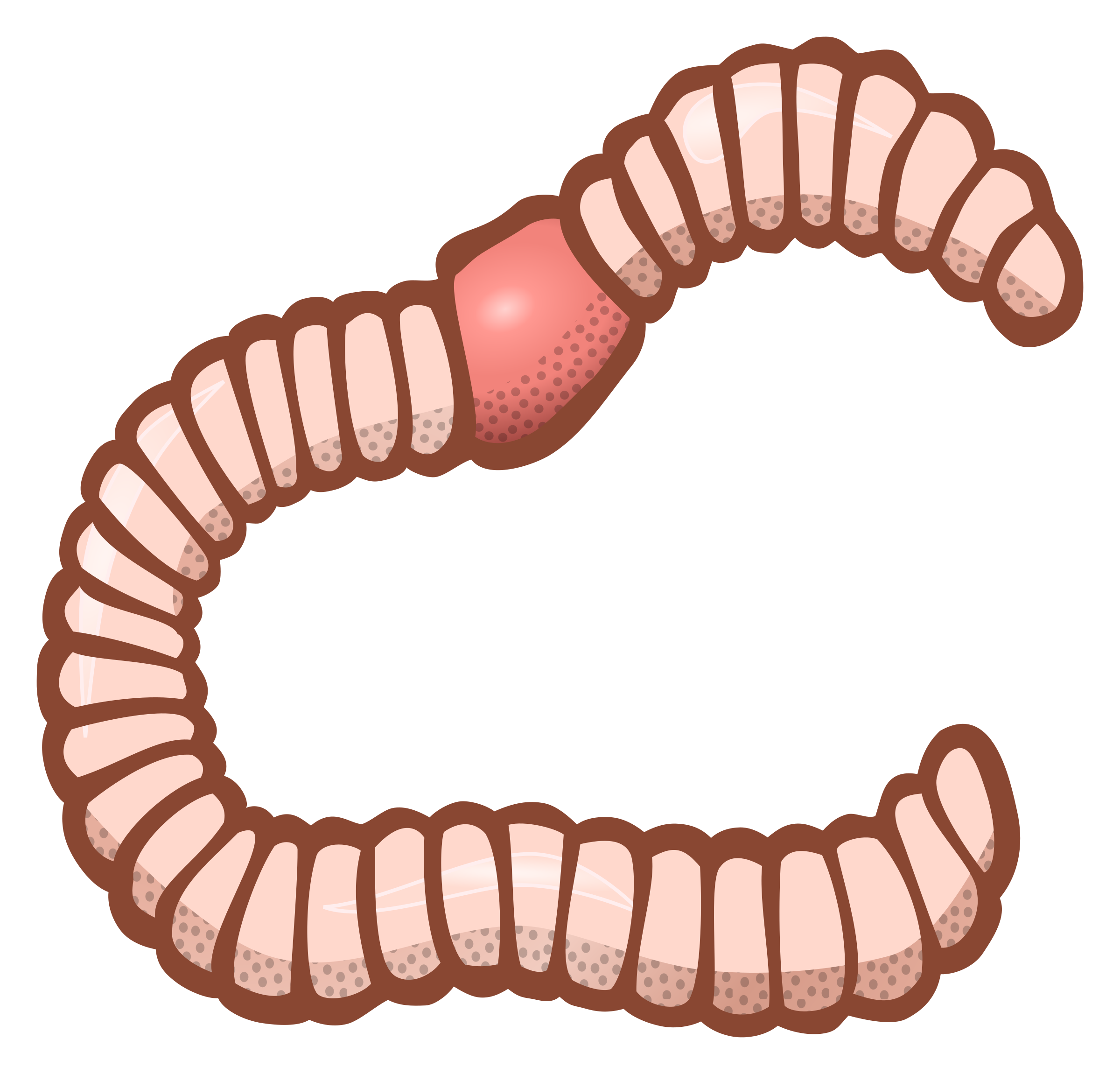 Worm Clipart - ClipArt Best