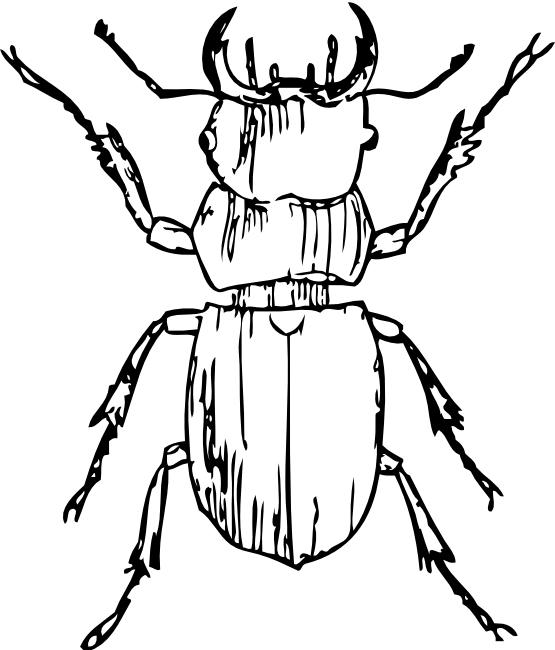 stag beetle black white line art coloring book ... - ClipArt Best ...