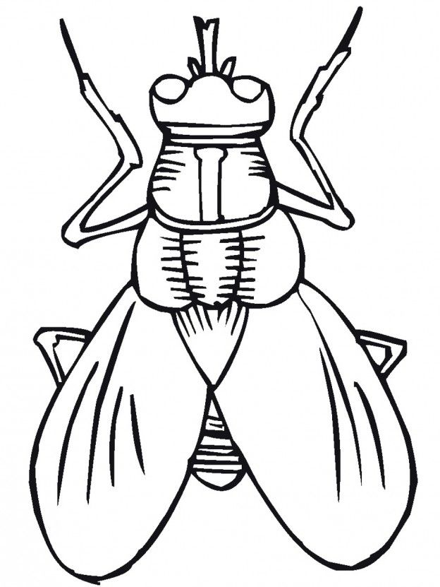 Bug Template Printable Printable Word Searches