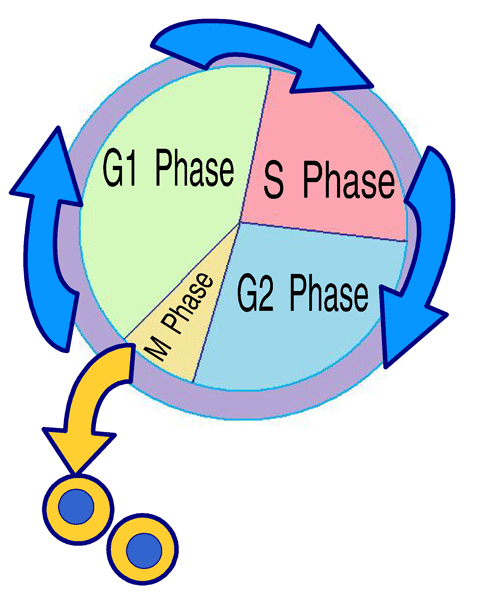 Cell Cycle Mitosis - ClipArt Best - ClipArt Best