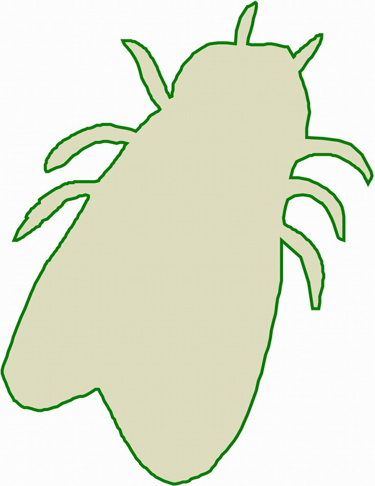 Bug Template Printable ClipArt Best
