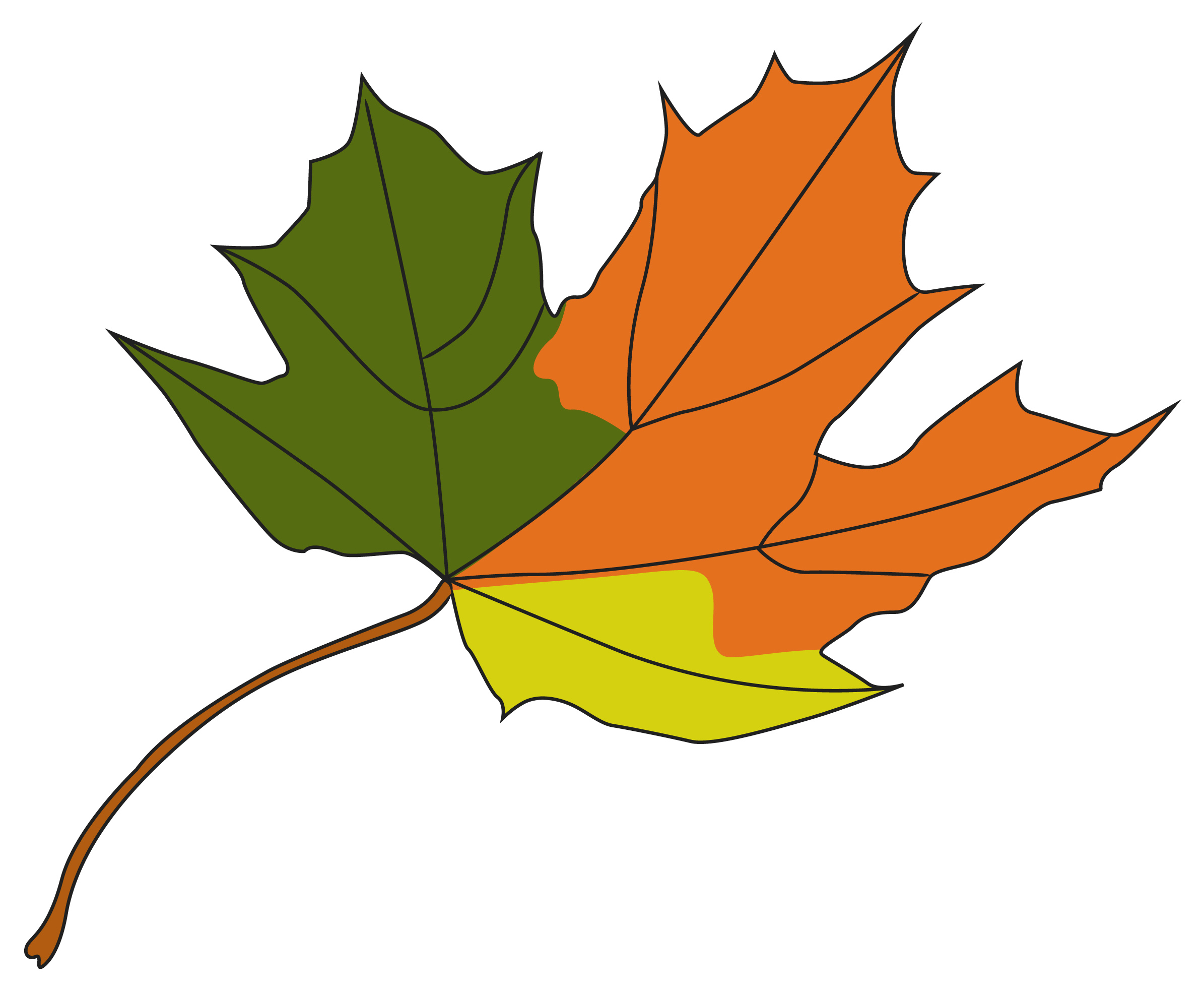 Maple Leaf Drawing ClipArt Best