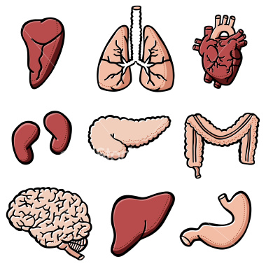 Human Body Organs Clipart