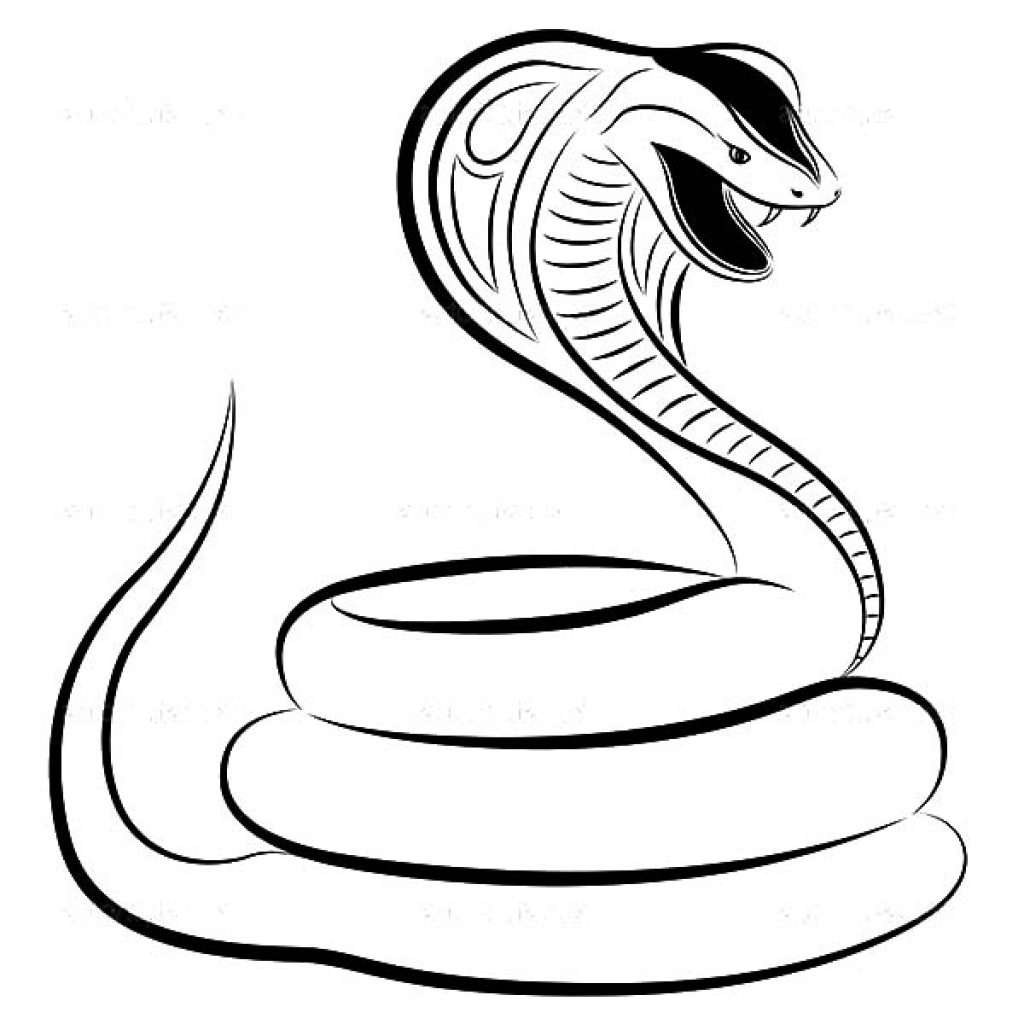 Cara Menggambar Ular Cobra Gambar Lucu