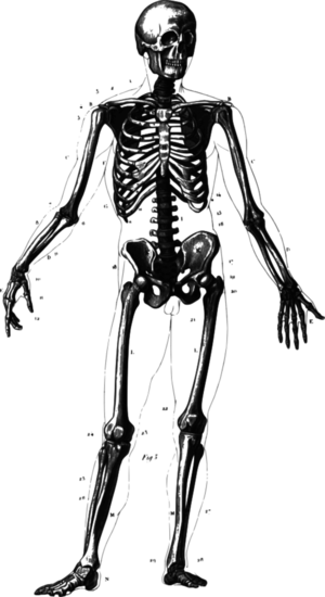 Human Skeleton - vector Clip Art - ClipArt Best - ClipArt Best