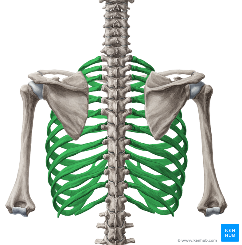 functions-of-the-skeleton-clipart-best