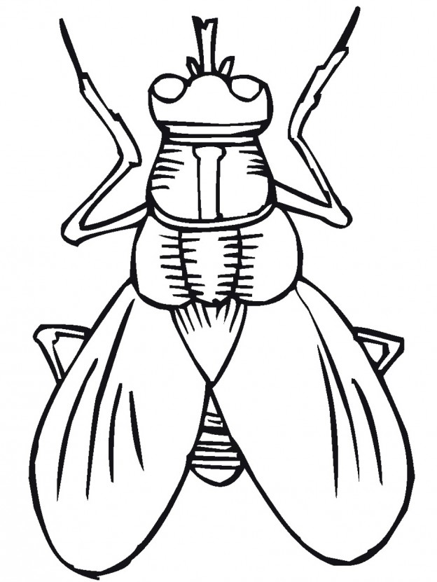 Bugs Black And White Clipart - ClipArt Best