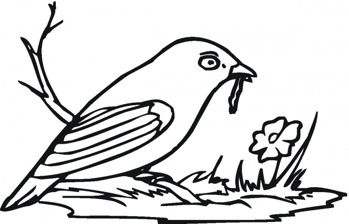 Robin and Apple Blossom Michigan State Bird and Flower coloring ...