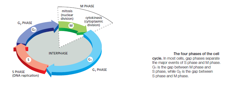 The Cell cycle - ClipArt Best - ClipArt Best