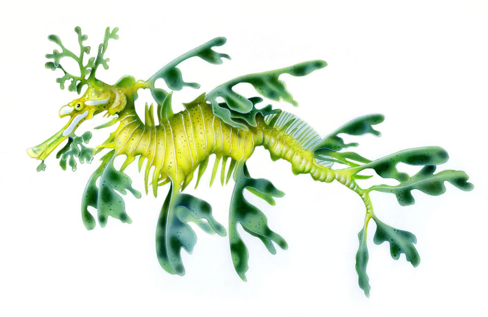 Leafy Sea Dragon - ClipArt Best - ClipArt Best