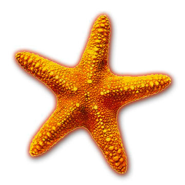 Star Fish Image - ClipArt Best