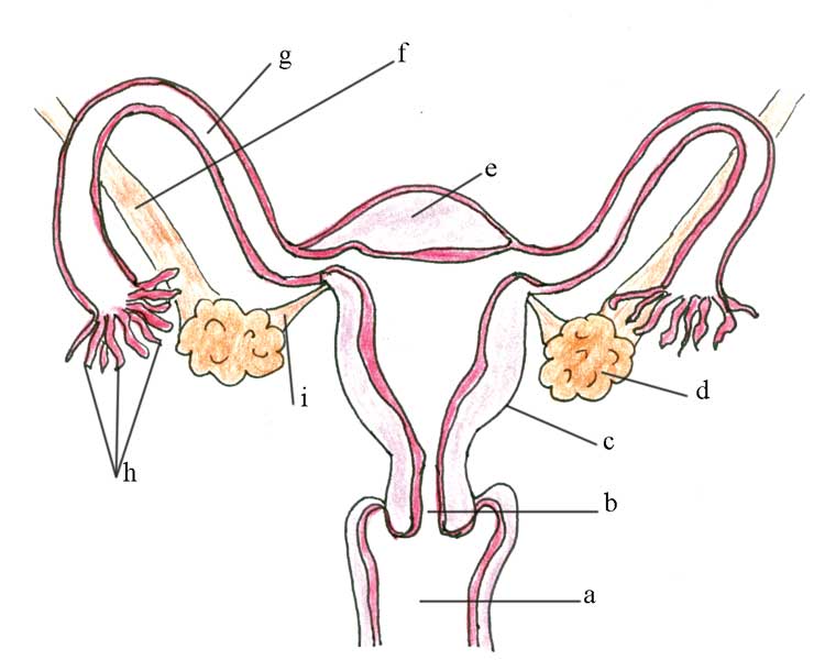 Unlabeled Diagram Of Female Reproductive System