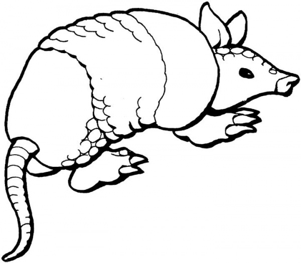 Texas nine banded armadillo coloring page | Super Coloring - ClipArt ...
