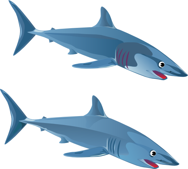 Shark Clip art - Animal - Download vector clip art online - ClipArt ...