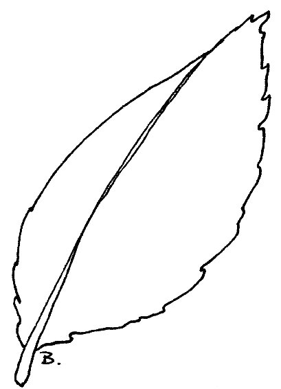  Sunflower Leaf Template ClipArt Best