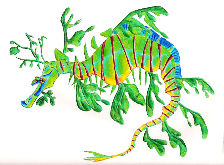 Leafy Sea Dragon by BlackIcePuppet on DeviantArt - ClipArt Best ...