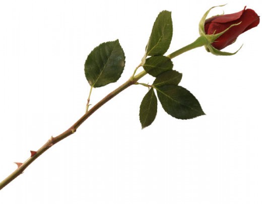 Long Stemmed Rose - ClipArt Best