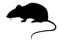 Rat Clip Art Free Images - Free Clipart Images - ClipArt Best - ClipArt ...