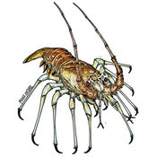 Fish Skinz Decals - ClipArt Best