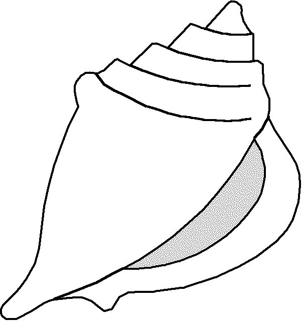 Seashells Black And White Clipart - ClipArt Best