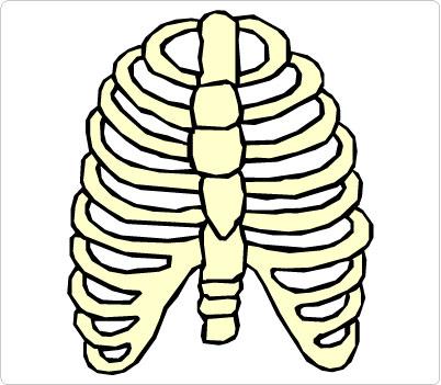 32+ Human Ribs Clipart - ClipArt Best - ClipArt Best