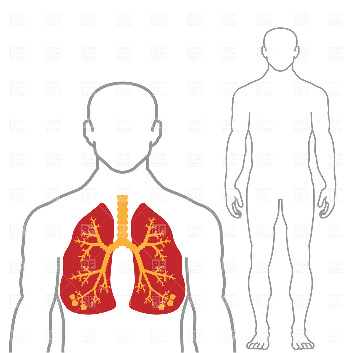Human Body Outline Printable - ClipArt Best