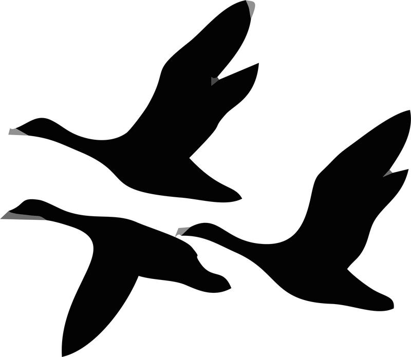 Best Photos of Flying Duck Outline - Flying Duck Outline Clip Art ...