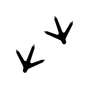 Bird Footprints Clip Art - ClipArt Best