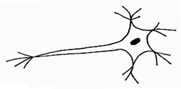 Animal Nerve Cell Diagram - ClipArt Best