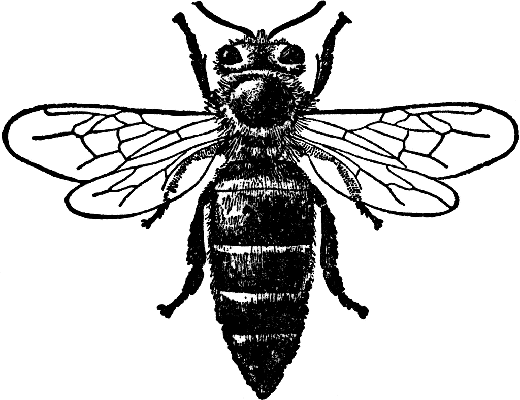 Queen Honey Bee Drawing - ClipArt Best