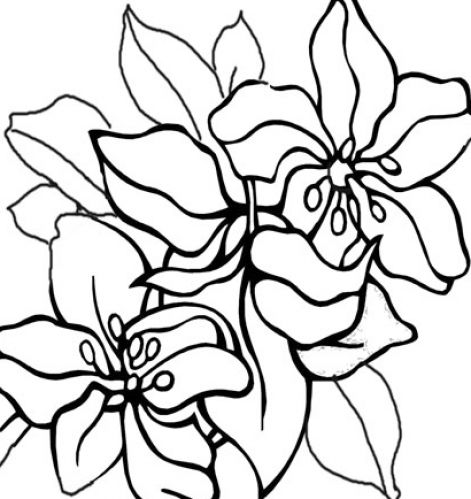 Dogwood Tree Flower Coloring Pages Sketch Coloring Page