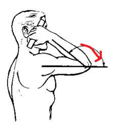 A&P last combo exam III flashcards - ClipArt Best - ClipArt Best