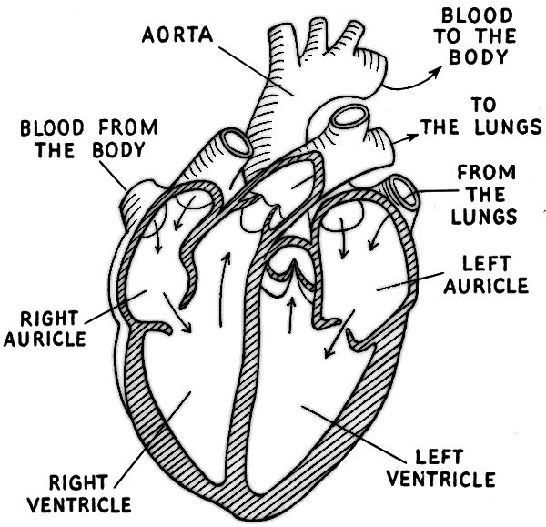 Heart Structure Unlabelled Clipart - ClipArt Best