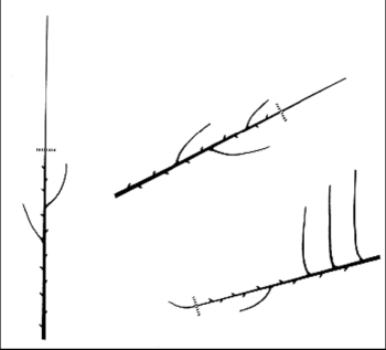 POLJOBERZA - REZIDBA I FORMIRANJE UZGOJNOG OBLIKA JABUKE - ClipArt Best ...