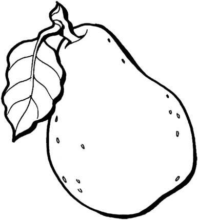 Guava Drawing Outline