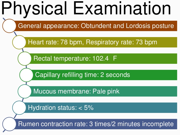 Heart Of A Ruminant Animal - ClipArt Best