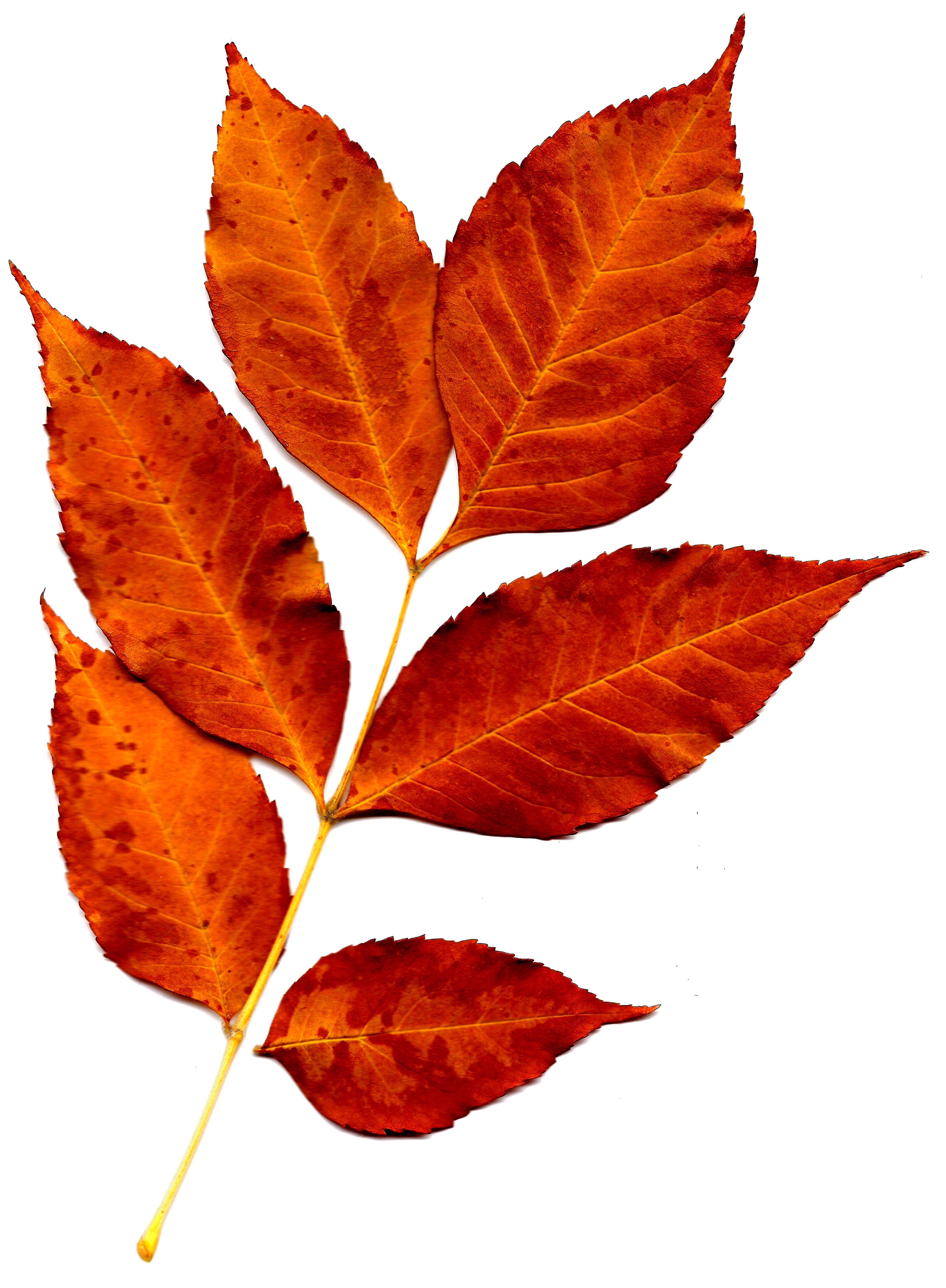 Orange Leaves Clipart