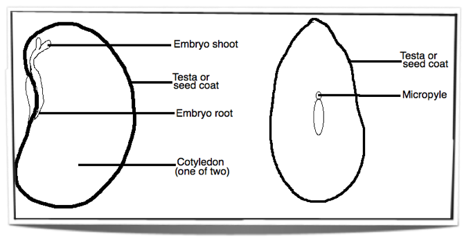 Labelled Diagram Of A Coconut Seed - kurakhovonet
