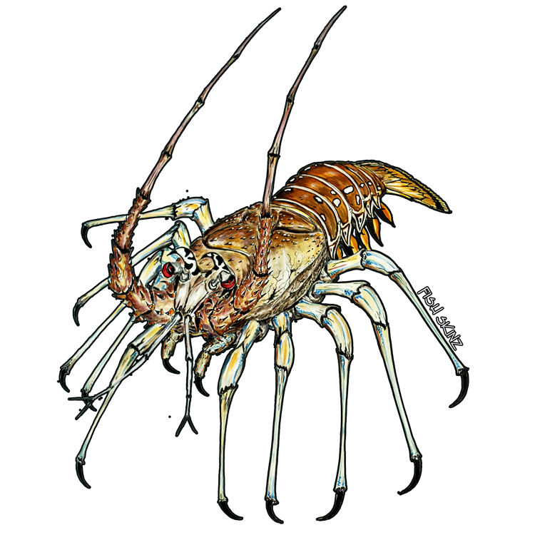 Fish Skinz Decals - ClipArt Best