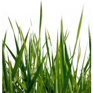 Grass Background - Polyvore - ClipArt Best - ClipArt Best