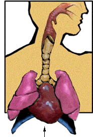 Respiratory System Animated Gif - ClipArt Best