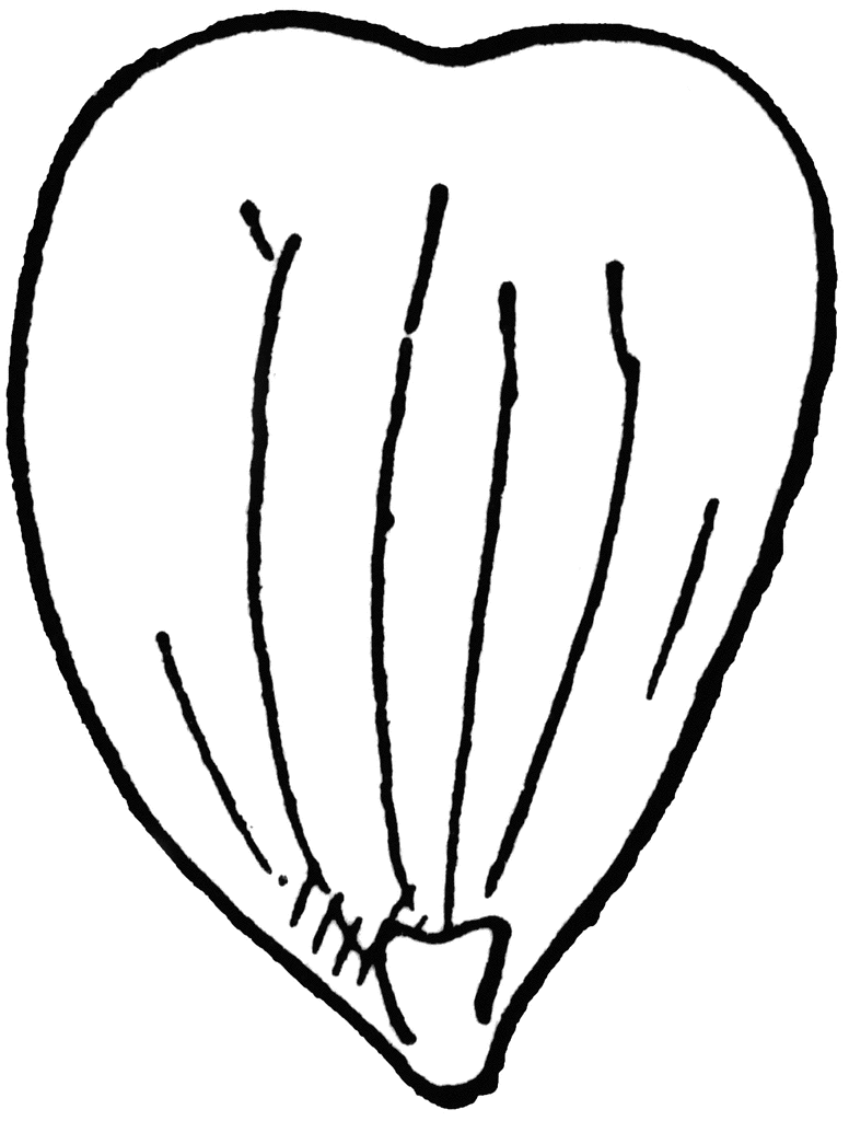 Single Petal Sunflower Drawings - ClipArt Best