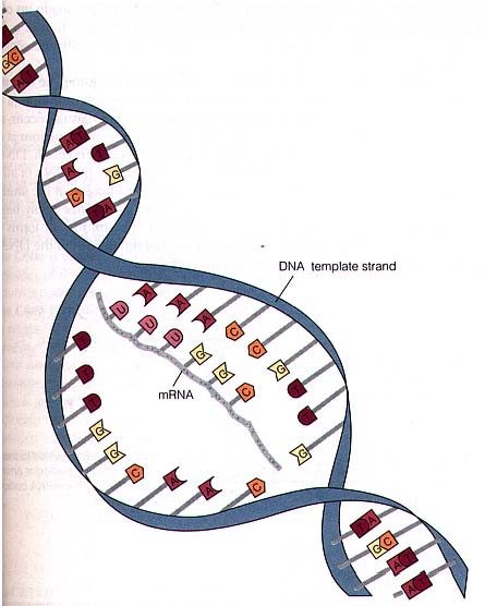 RNA - ClipArt Best - ClipArt Best
