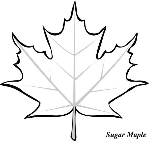 Sugar Maple Tree Coloring Page