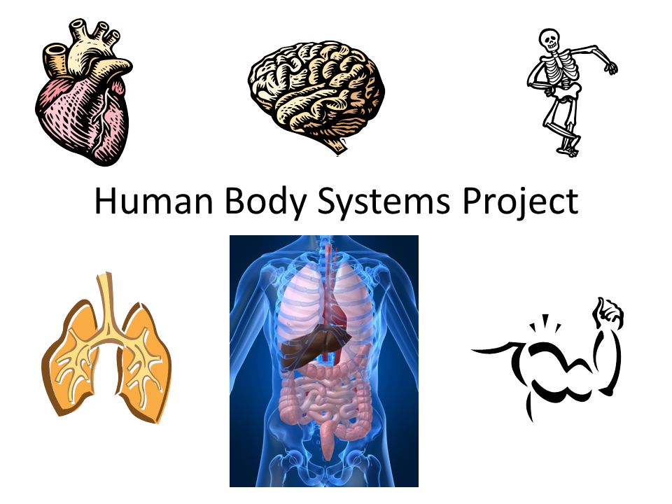 Human Body Systems Project. Human Body Systems Tree Map ... - ClipArt ...