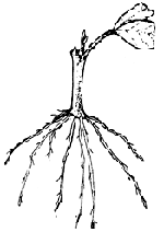 ROOTING CUTTINGS OF TROPICAL TREES - ClipArt Best - ClipArt Best