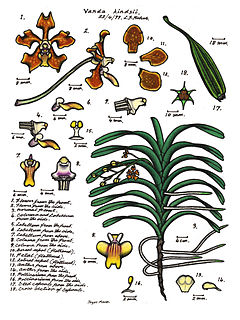 Vanda - Wikipedia, the free encyclopedia - ClipArt Best - ClipArt Best