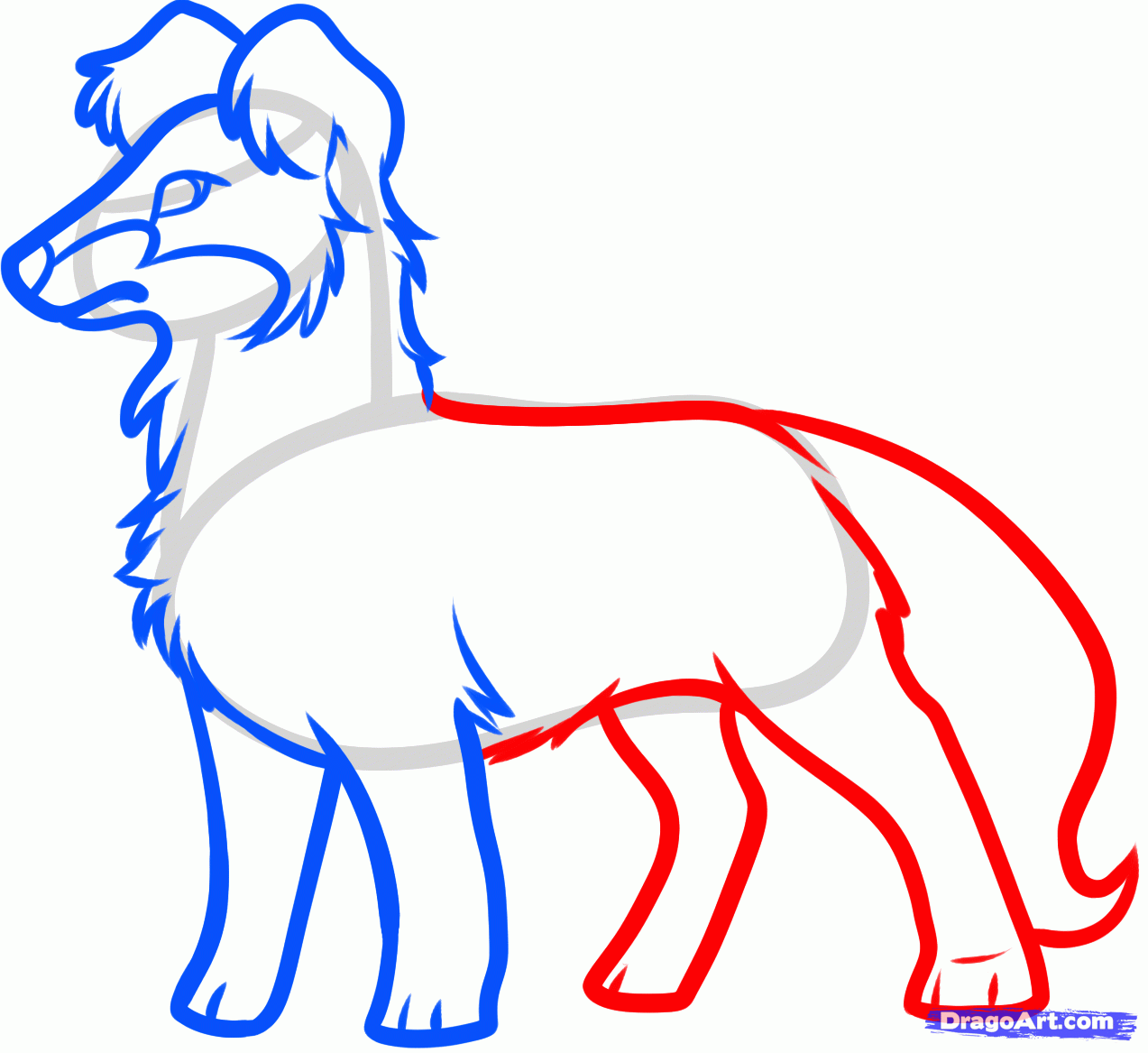 How to Draw a Border Collie, Step by Step, Pets, Animals, FREE ...
