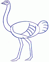 Exam Guide Online - How to Draw an Ostrich. - ClipArt Best - ClipArt Best