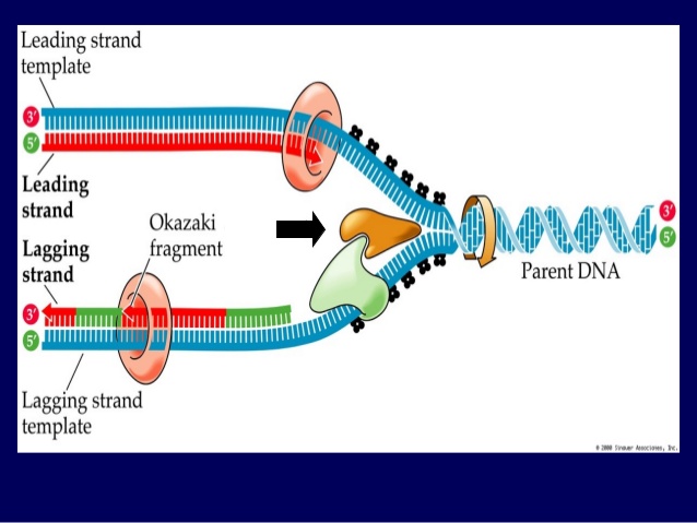 DNA Replication - ClipArt Best - ClipArt Best